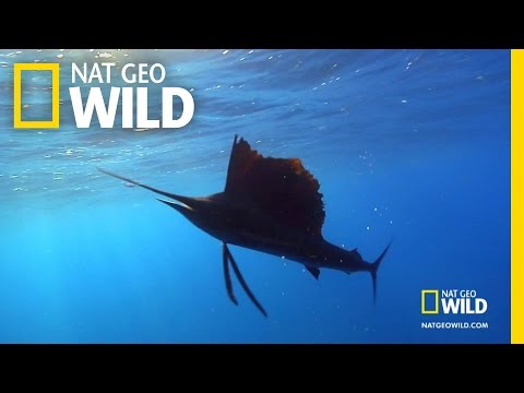 Vreetfestijn van zeilvis - Roofmeister