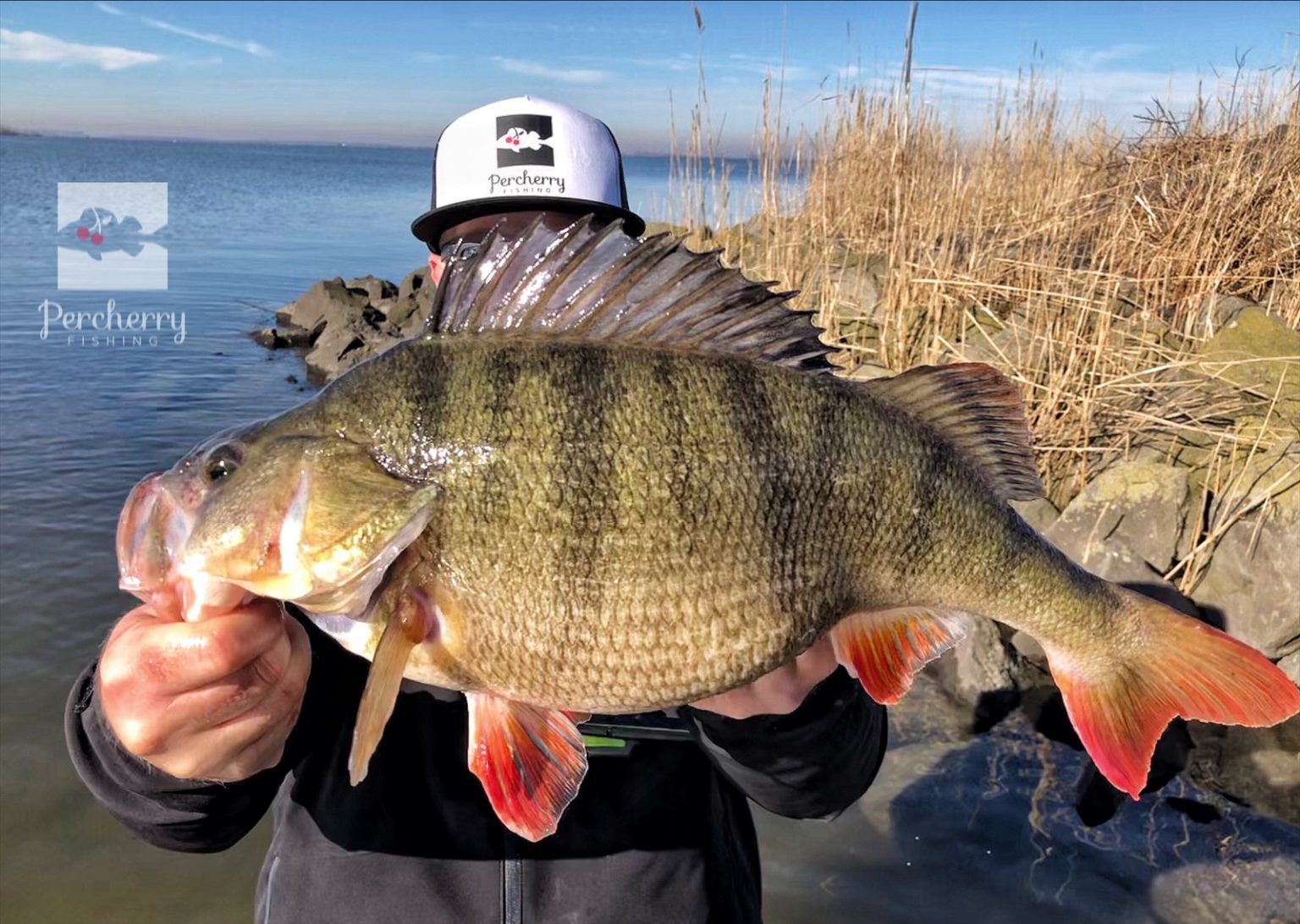 ***BREAKING CATCH*** Nieuw Nederlands record baars van 56,5 cm ...