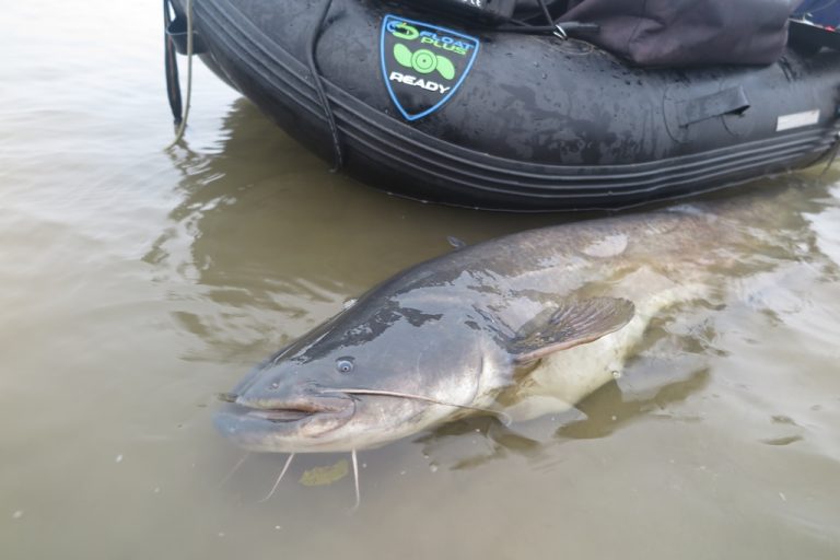 Waarom je het best vanuit een bellyboat op meerval kunt vissen - Thomas ...