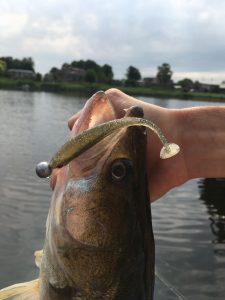 Vanaf de kant op snoekbaars – 5 tips voor beginners - Roofmeister