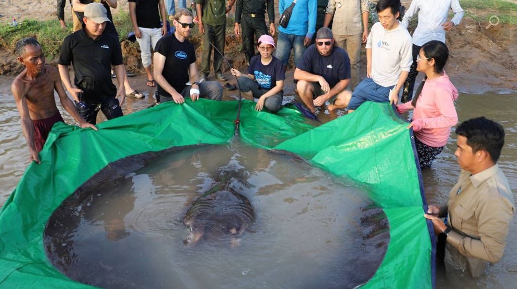 Grootste zoetwatervis ooit gevangen! - Roofmeister