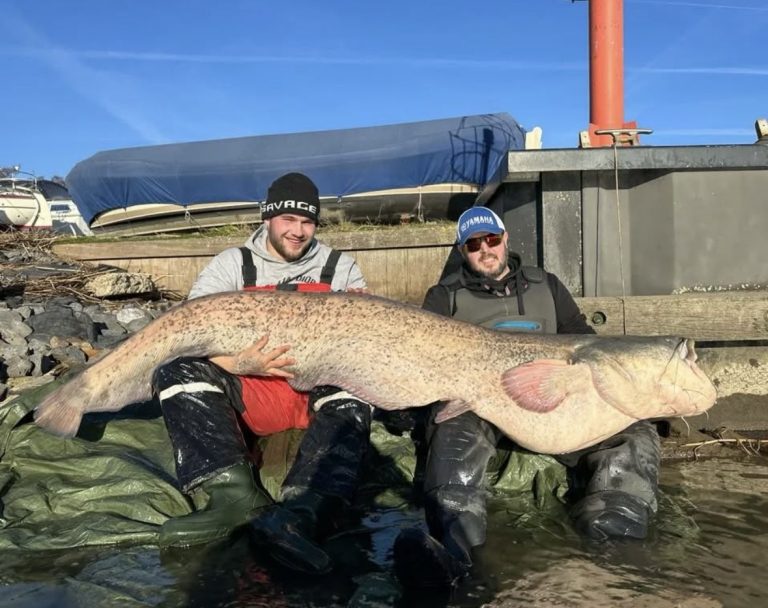 Meerval in de winter - Zo gedragen ze zich en vang jij ze! Tips van de ...